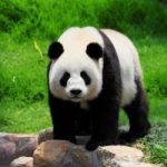 Adopt a Panda | WWF Animal Adoptions from £5.00 a month