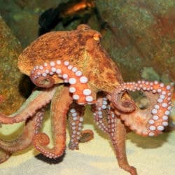 Inky The Octopus Makes Daring Escape From Aquarium | Adopt an Animal