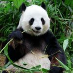 Adopt a Panda | WWF Animal Adoptions from £5.00 a month