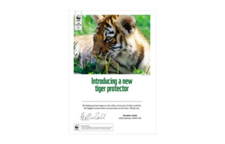 Become a Tiger Protector | WWF Adopt an Animal from £5.00 a month