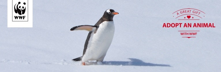 Adopt a Penguin | WWF Animal Adoptions from £3.00 a month