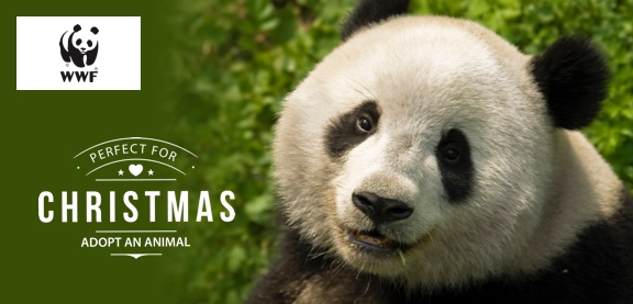 Adopt a Panda | WWF Animal Adoptions from £5.00 a month